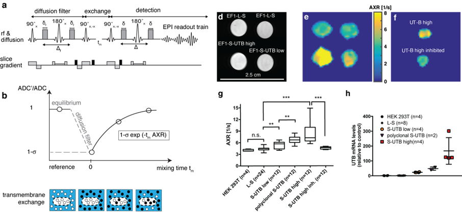 Diffusion and Exchange – Schilling Lab